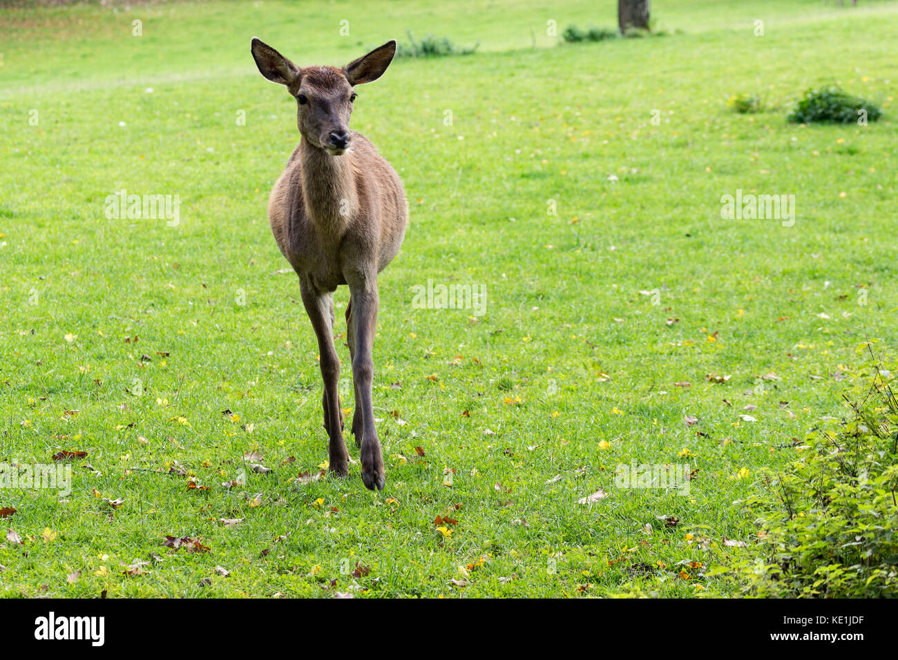 Mammifero cervo femmina cervo grande immagini e fotografie stock ad ...