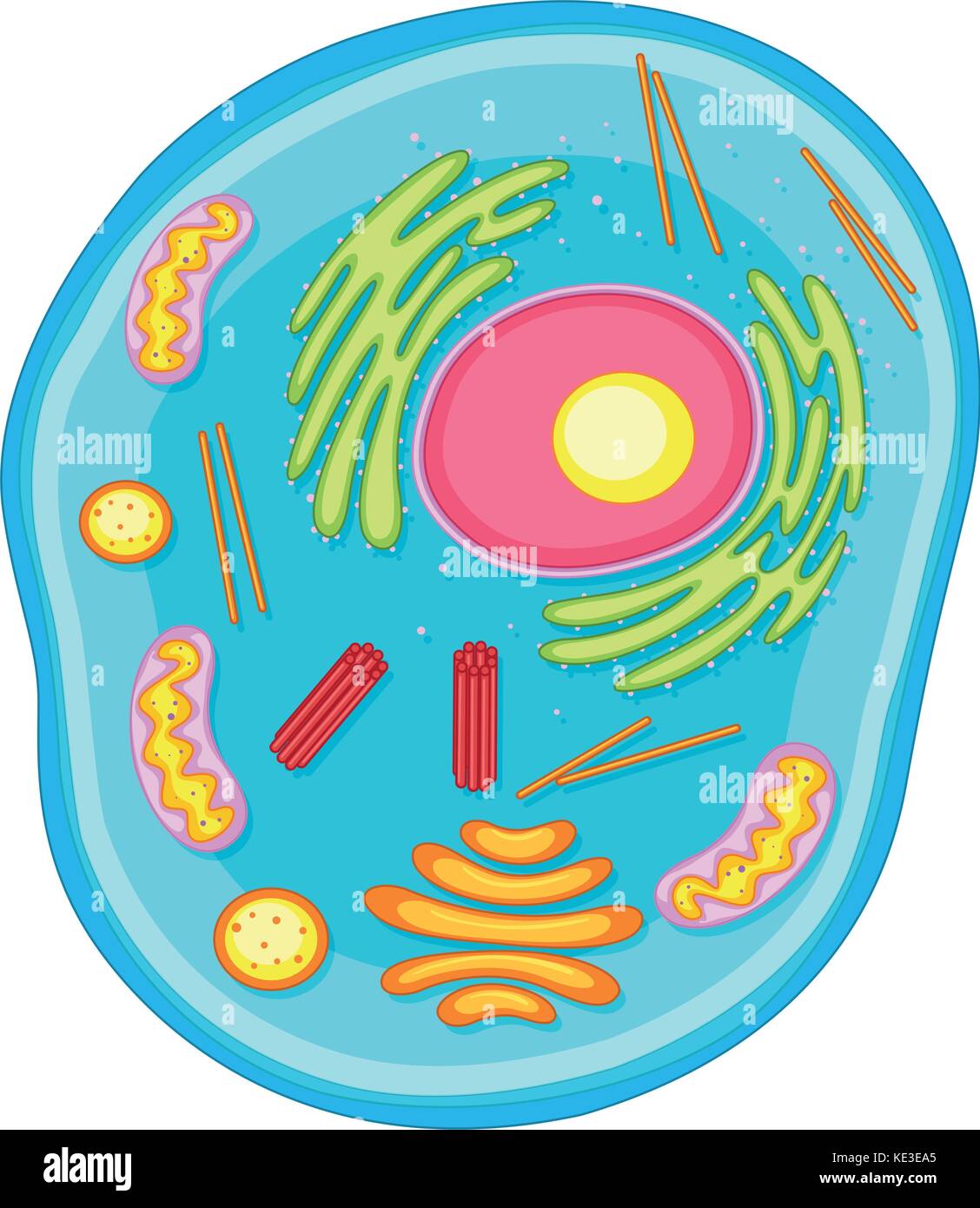 Animal cell diagram immagini e fotografie stock ad alta risoluzione - Alamy