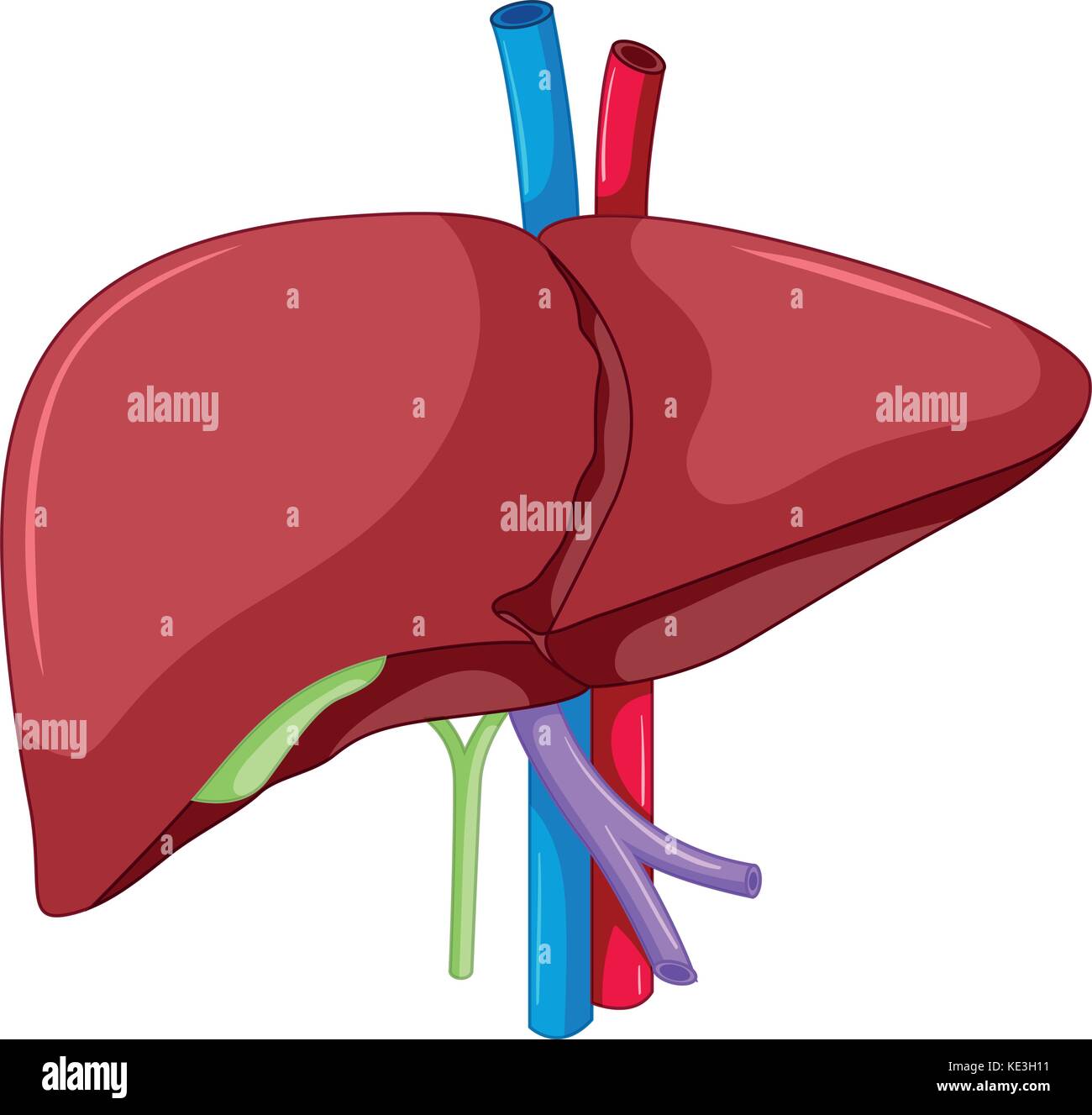 Fegato anatomia disegno Immagini Vettoriali Stock - Alamy