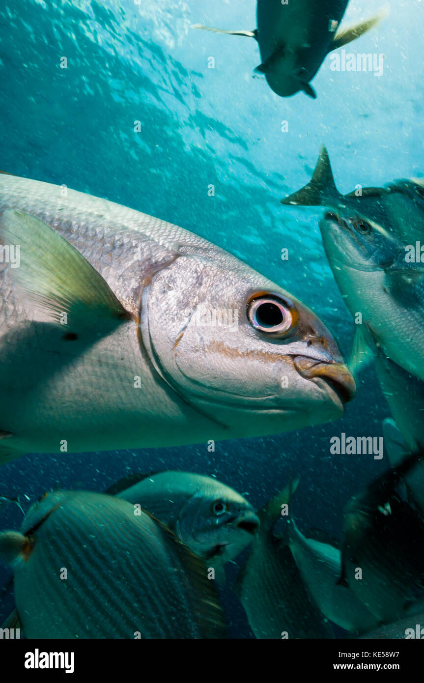 Fauna selvatica delle bermuda immagini e fotografie stock ad alta ...