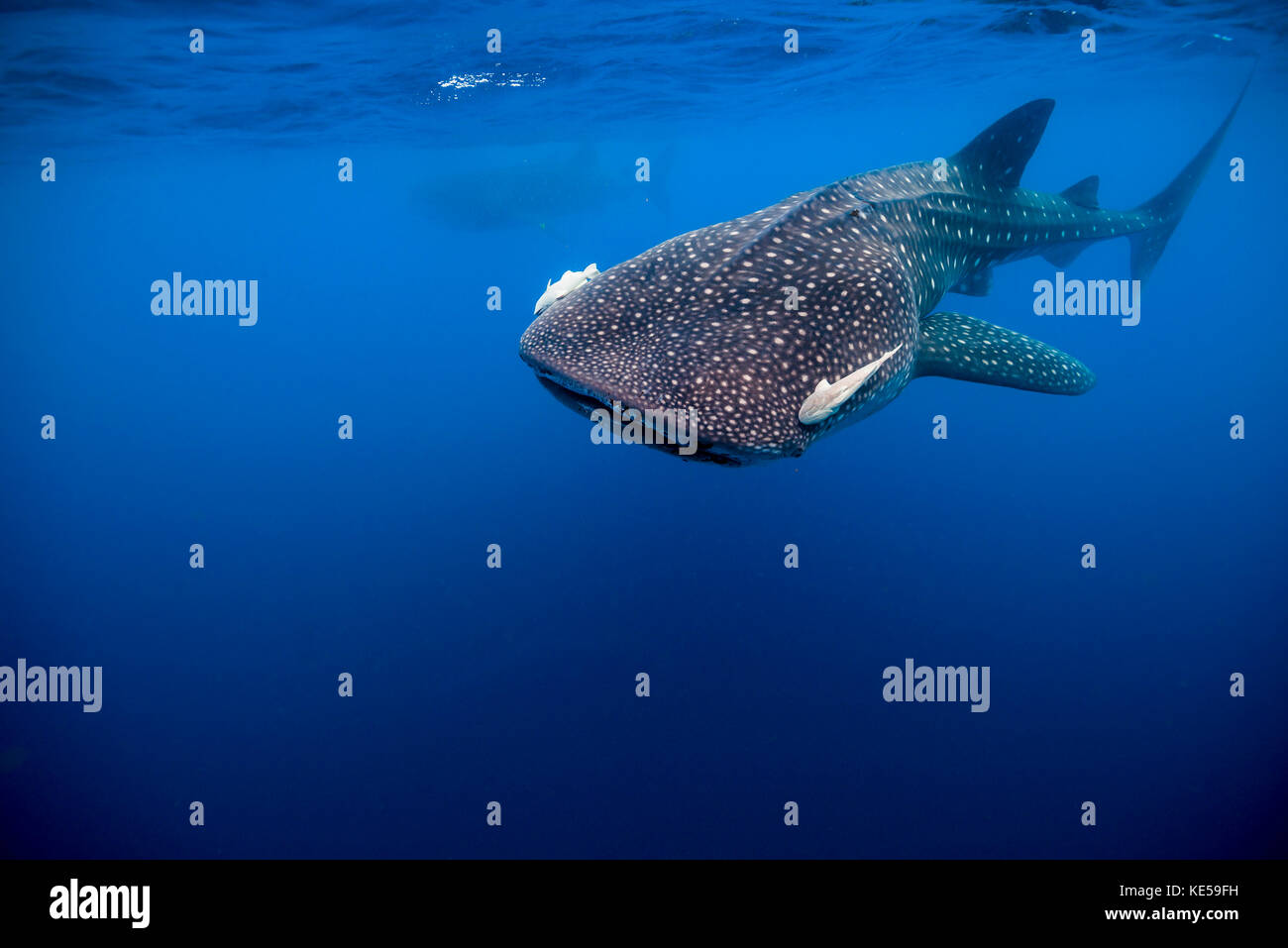 Tappeto squali immagini e fotografie stock ad alta risoluzione - Alamy