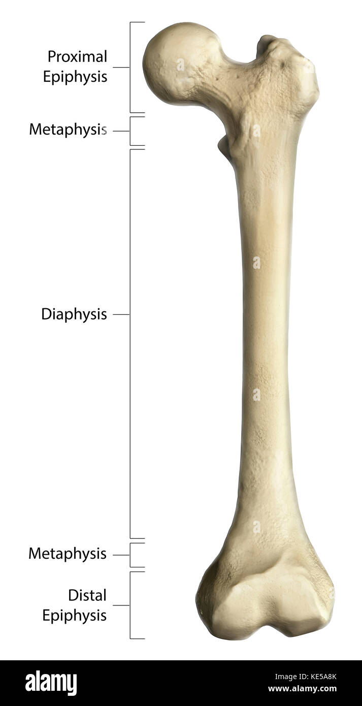 Anatomia umana grossolana immagini e fotografie stock ad alta ...