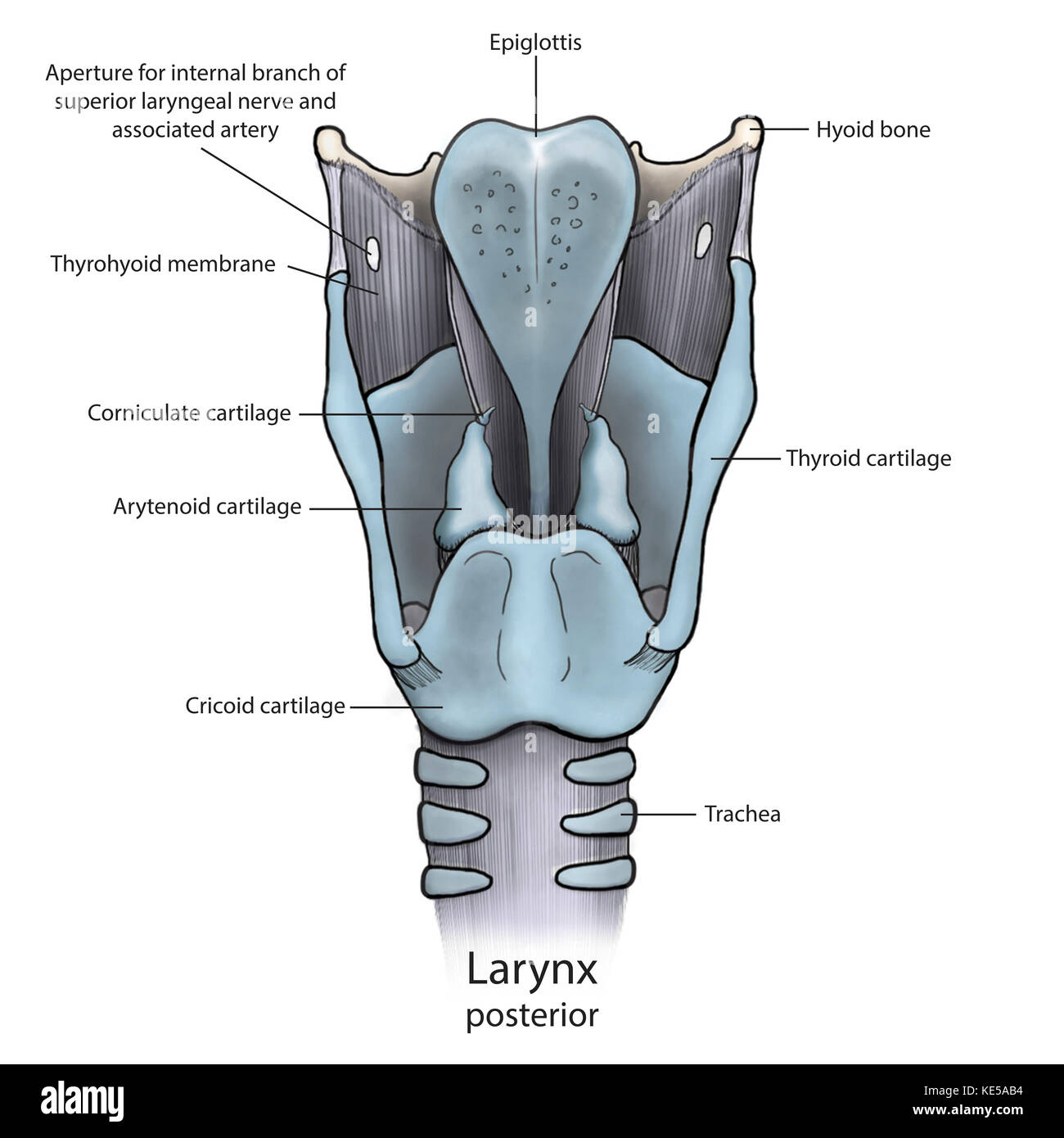 Anatomia laringea posteriore con annotazioni Foto stock - Alamy