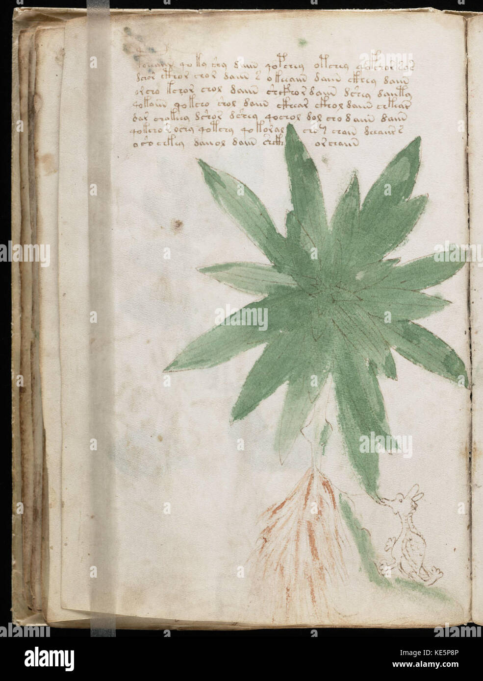 The voynich manuscript immagini e fotografie stock ad alta risoluzione ...