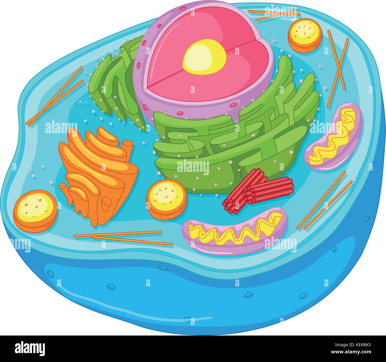 Cellula animale immagini e fotografie stock ad alta risoluzione - Alamy