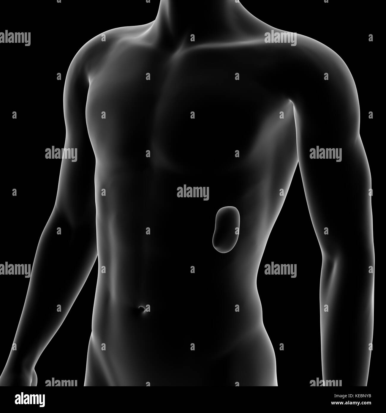 Milza anatomia immagini e fotografie stock ad alta risoluzione - Alamy