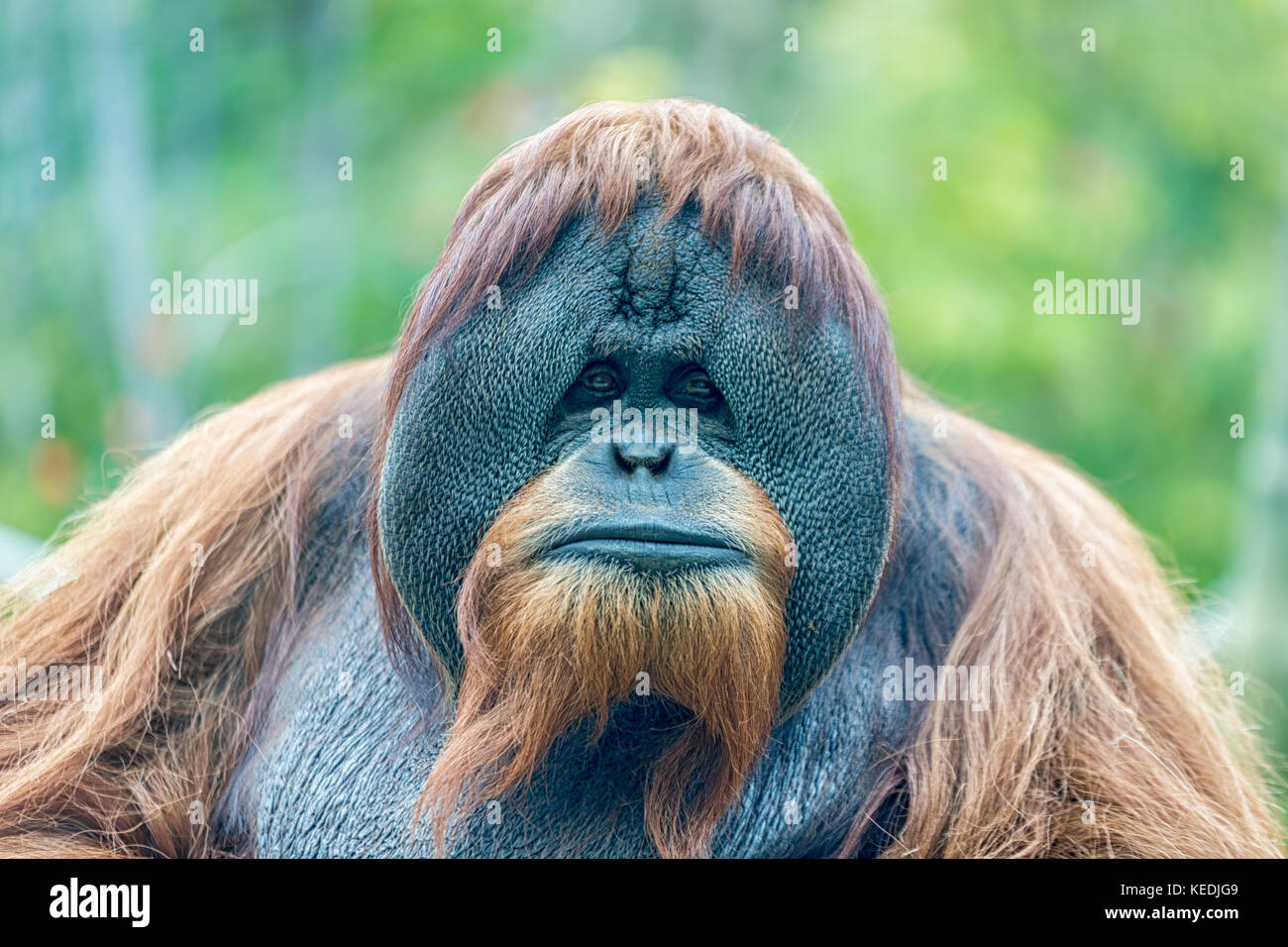 Orangutan Isolated Immagini & Orangutan Isolated Fotos Stock - Alamy