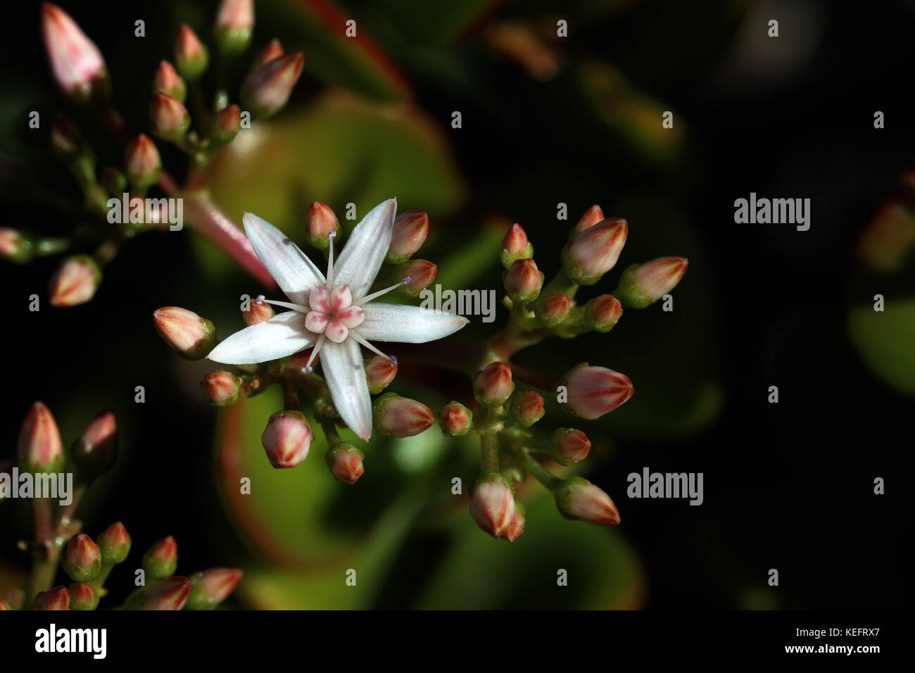 Macro pianta fortunata immagini e fotografie stock ad alta risoluzione ...