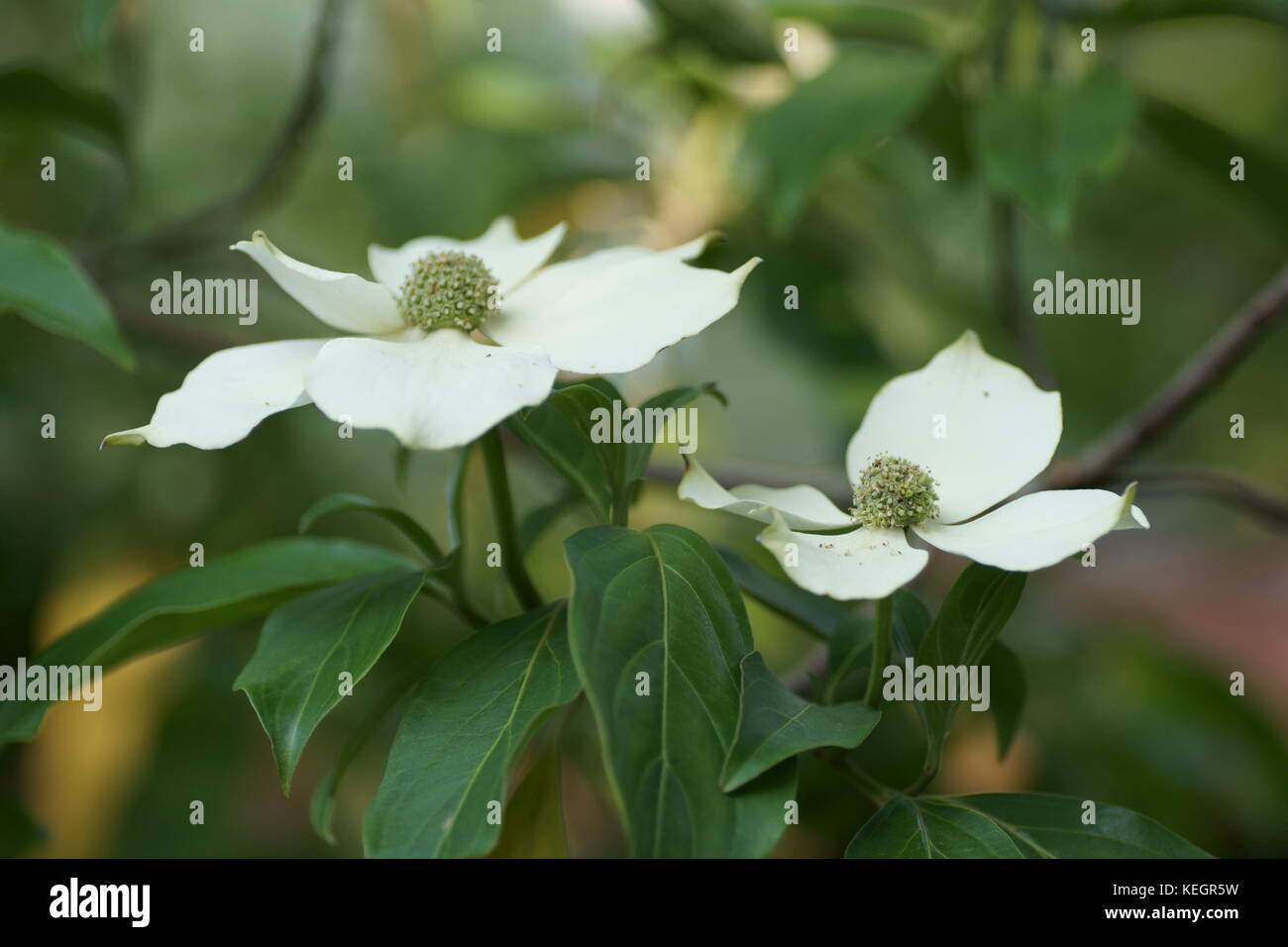 Cornus capitata immagini e fotografie stock ad alta risoluzione - Alamy