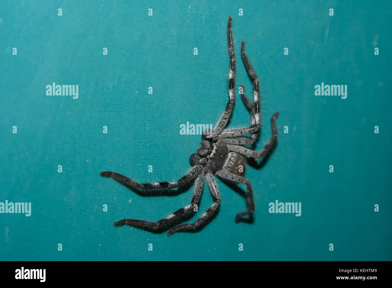 Giant crab spider huntsman spider immagini e fotografie stock ad alta ...