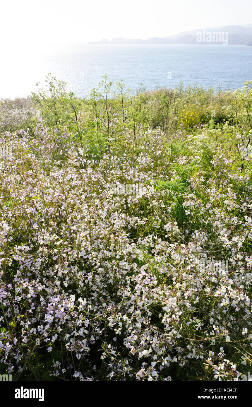 Ravanello selvatico immagini e fotografie stock ad alta risoluzione - Alamy