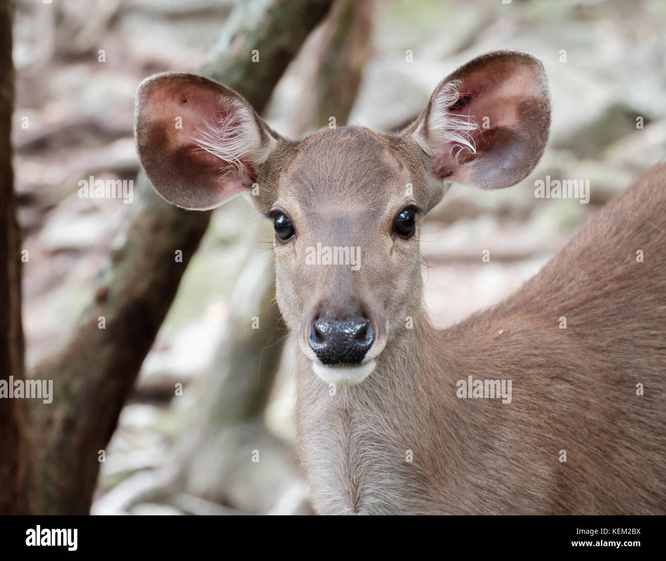 Zoo aperto immagini e fotografie stock ad alta risoluzione - Alamy