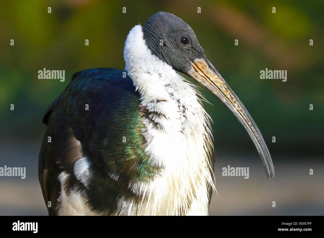 Becco lungo curvo immagini e fotografie stock ad alta risoluzione - Alamy