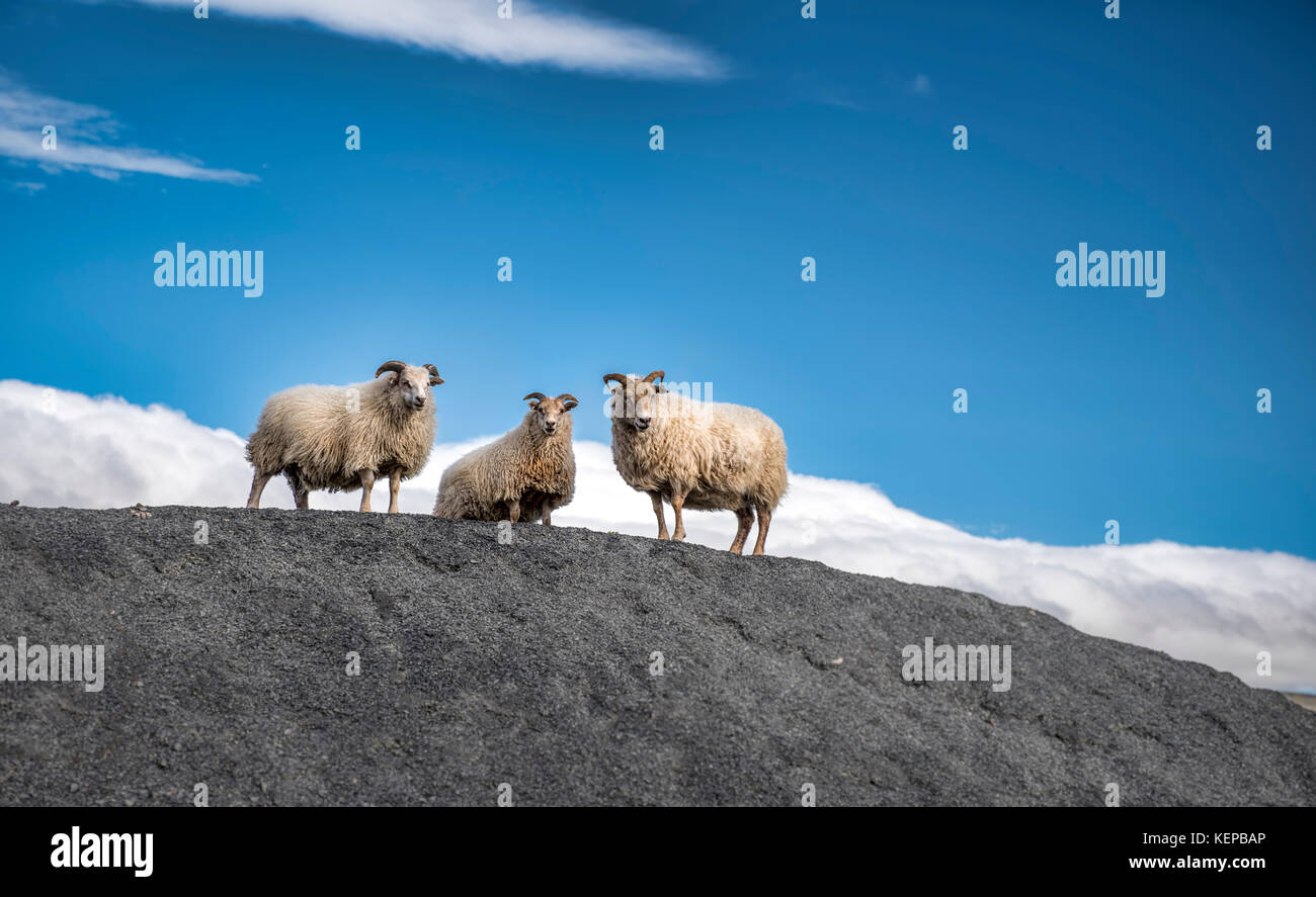 Gruppo di tre pecore immagini e fotografie stock ad alta risoluzione ...