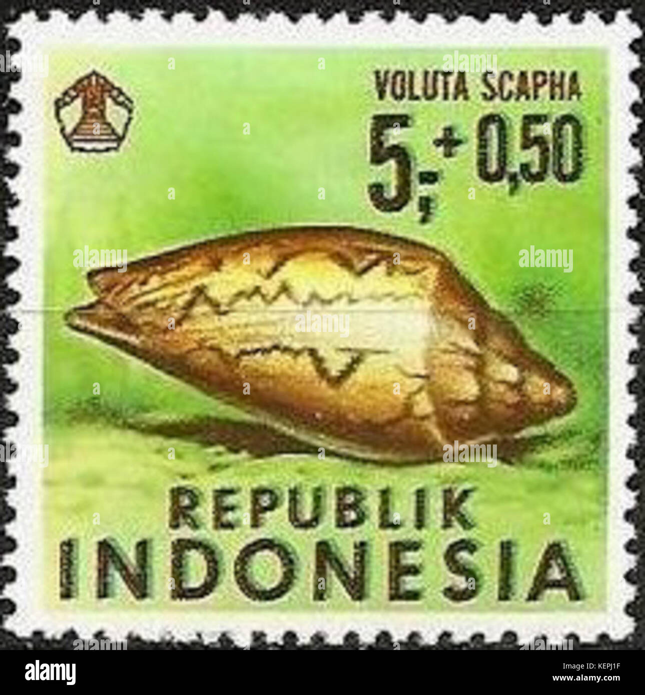 Voluta scapha immagini e fotografie stock ad alta risoluzione - Alamy