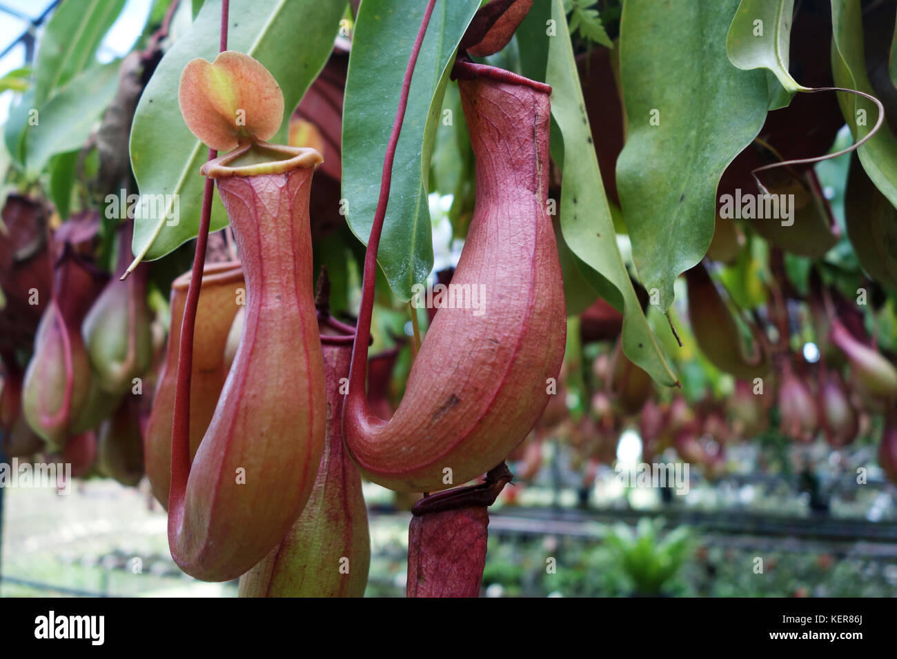 Tropical pianta brocca questa pianta è un carnivoro e mangia insetti ...