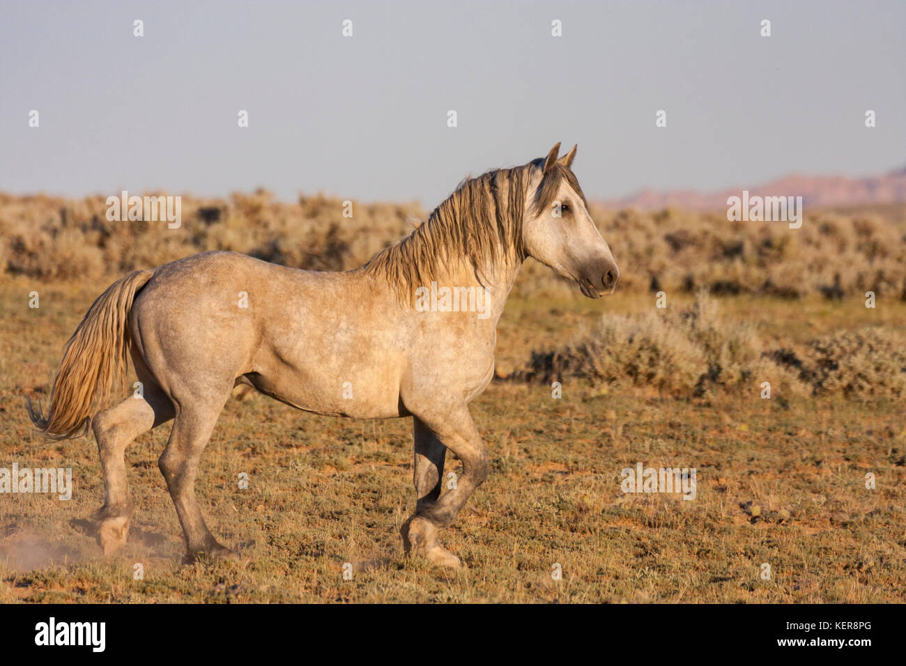 Cavallo stallone immagini e fotografie stock ad alta risoluzione - Alamy