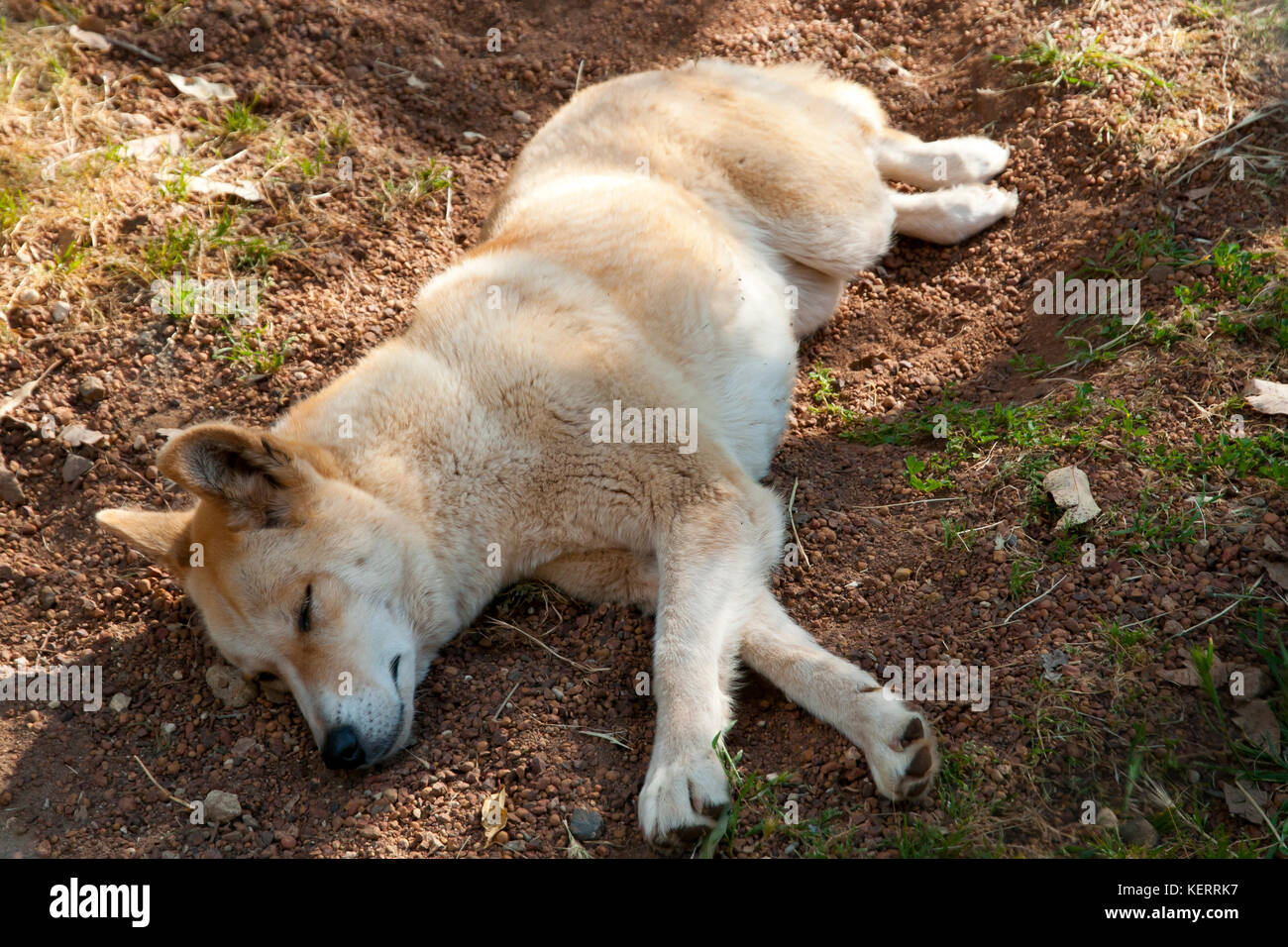 Fauna selvatica del cane immagini e fotografie stock ad alta ...