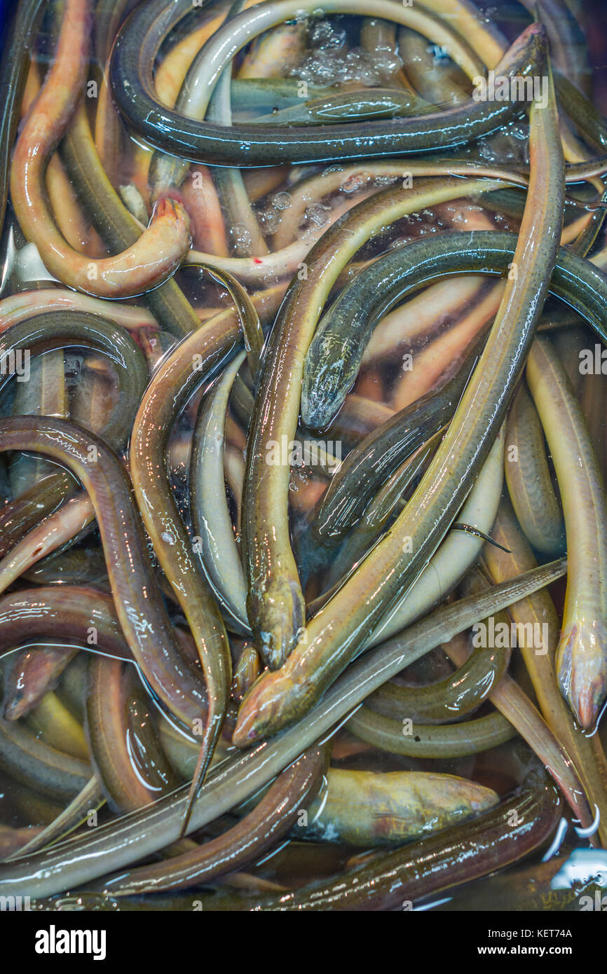 Mercato delle anguille immagini e fotografie stock ad alta risoluzione ...