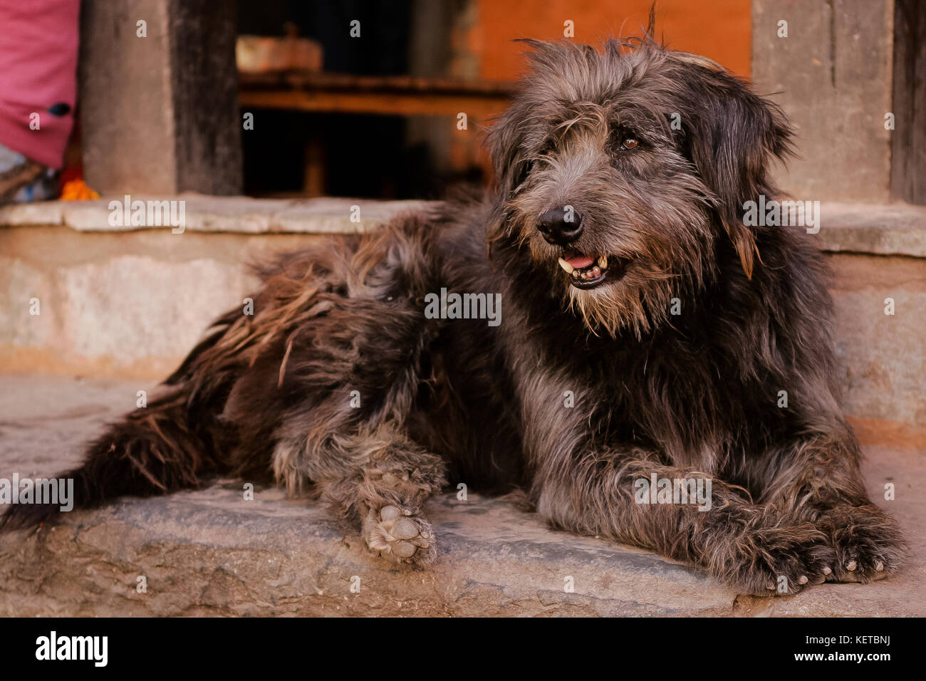 Grande cane peloso immagini e fotografie stock ad alta risoluzione - Alamy