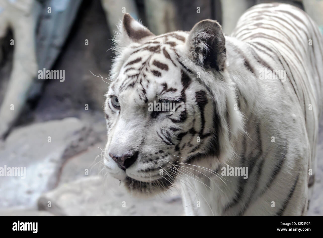 Faccia di tigre bianca immagini e fotografie stock ad alta risoluzione ...