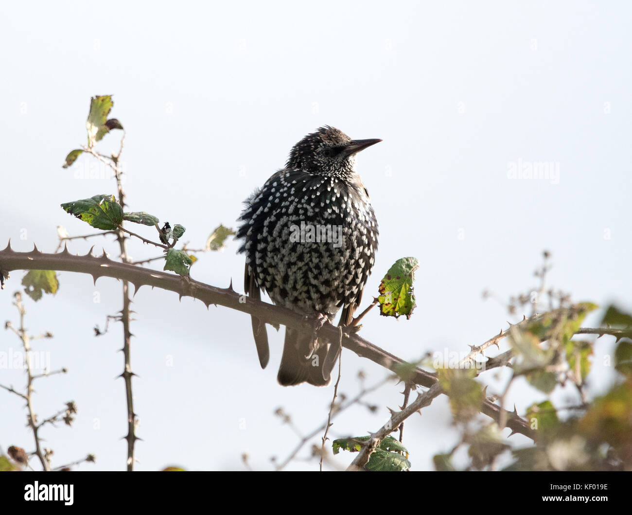 Storno gb immagini e fotografie stock ad alta risoluzione - Alamy
