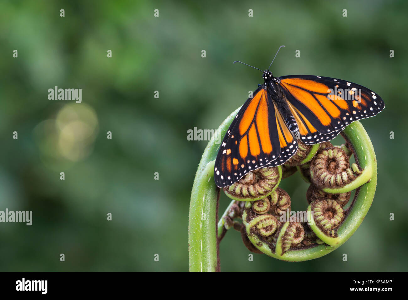 Femmina maori immagini e fotografie stock ad alta risoluzione - Alamy