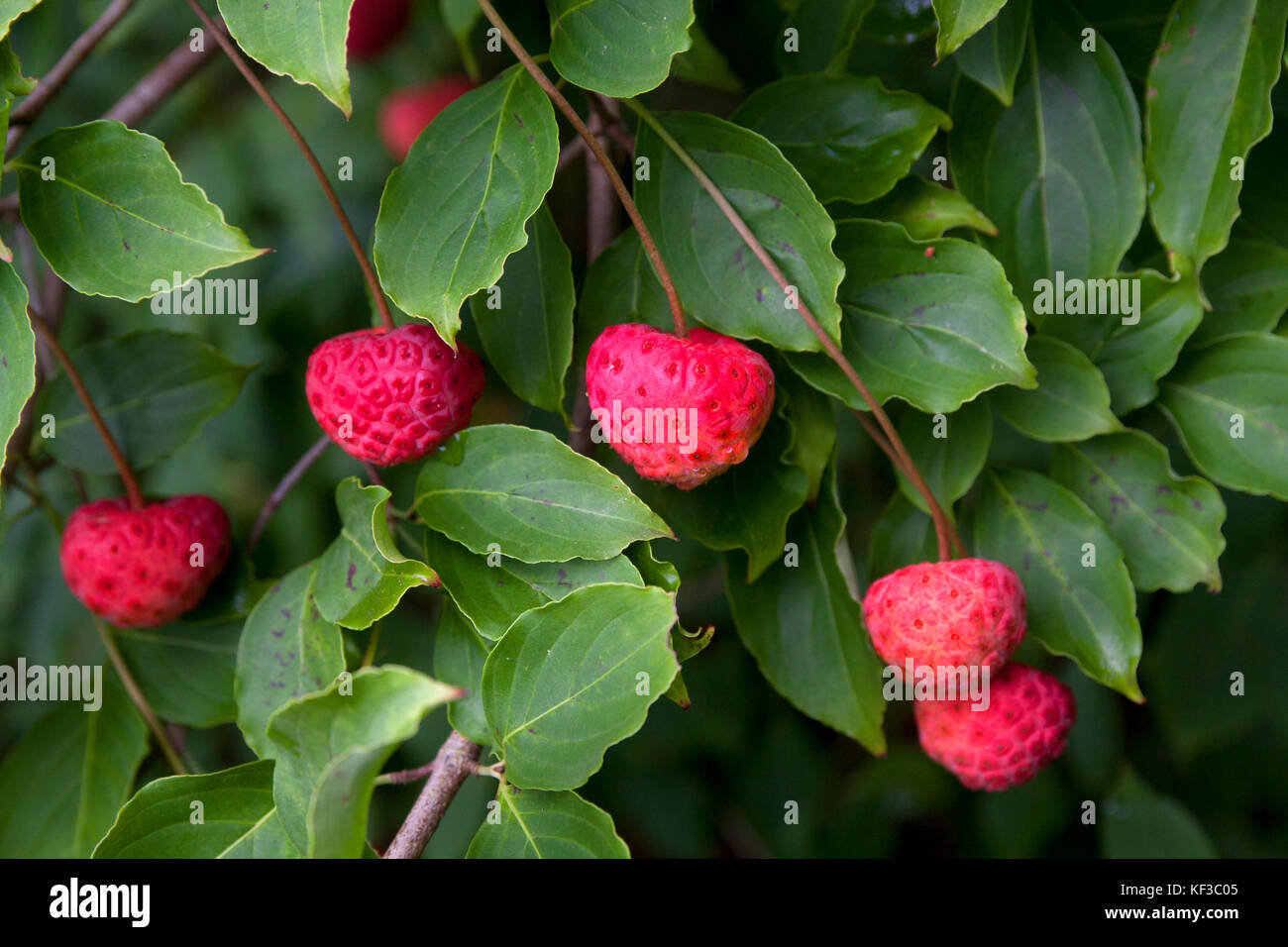 Albero di corbezzolo immagini e fotografie stock ad alta risoluzione ...