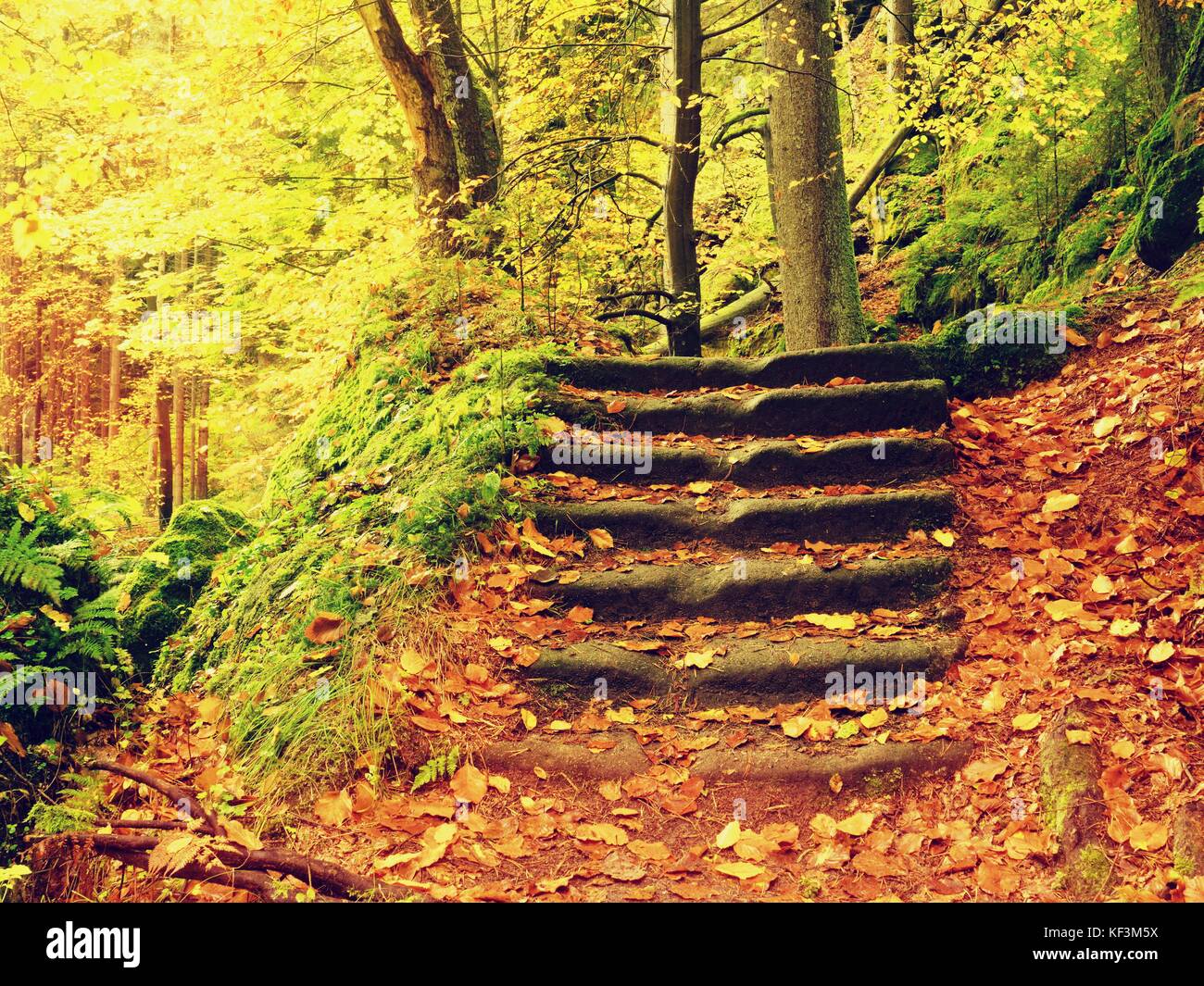 Stony passi nella foresta, sentiero turistico. bellow golden linee ...
