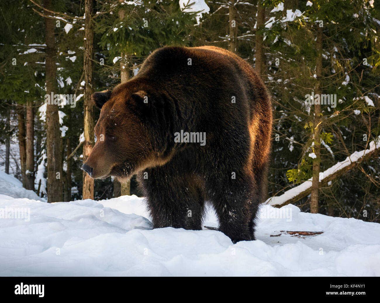 Il vecchio orso bruno camminare in inverno bosco di abete rosso ...