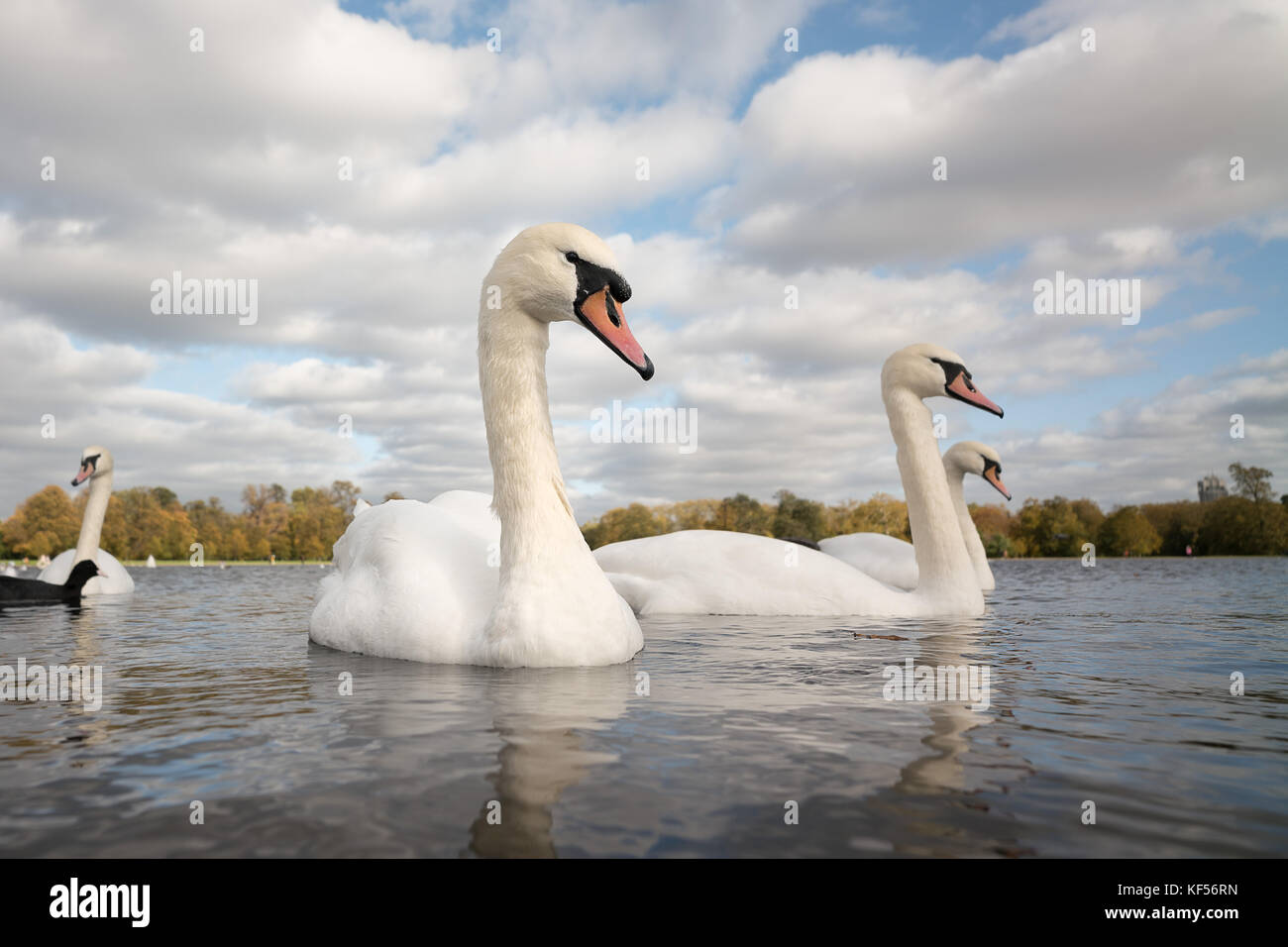 Cigni affamati immagini e fotografie stock ad alta risoluzione - Alamy