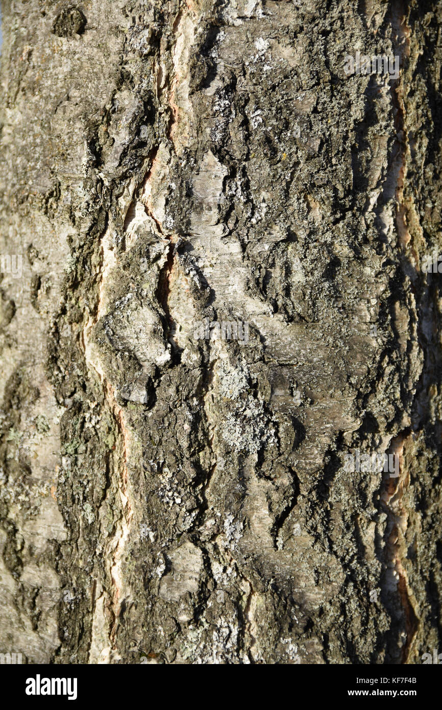 Corteccia d'albero di betulla d'argento immagini e fotografie stock ad ...