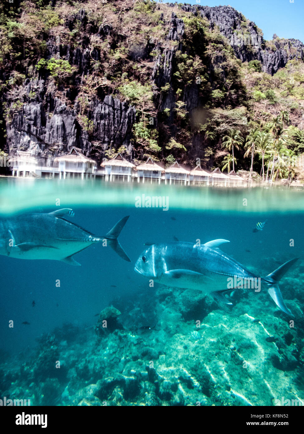 Filippine, palawan el nido, maniloc isola, jack pesce nuotare in acque ...