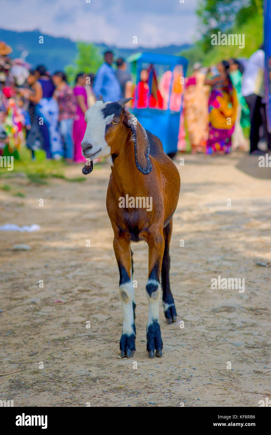 Close up di capra selvatica, al risveglio all'aperto su un percorso di ...