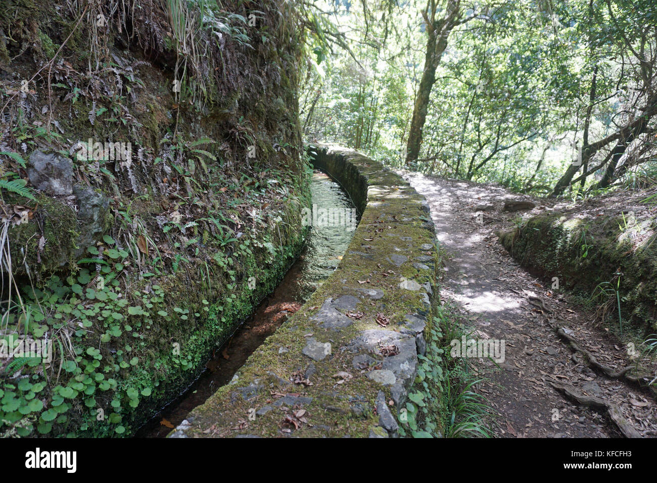 Madeira lavadas immagini e fotografie stock ad alta risoluzione - Alamy