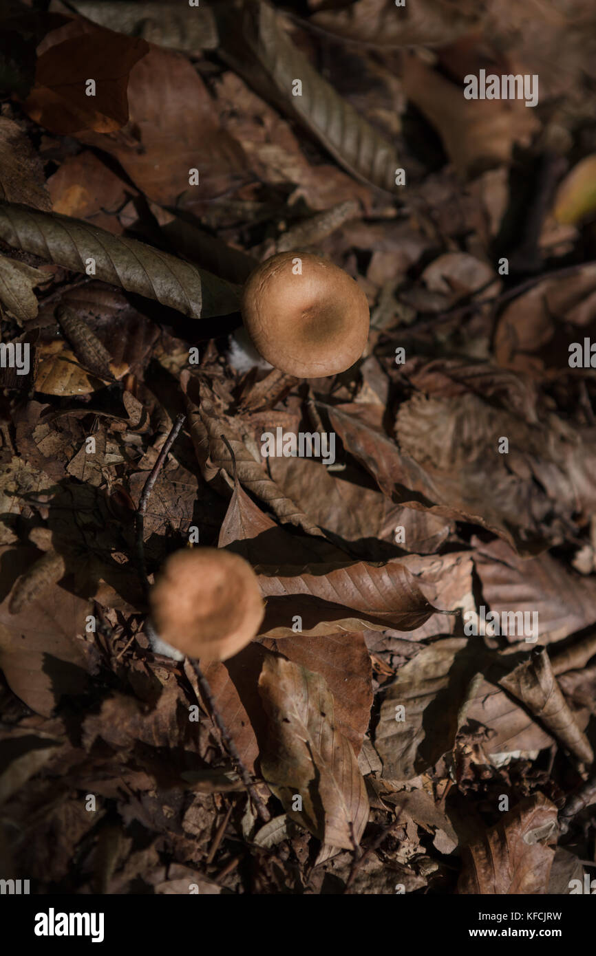 Clitocybe olearia immagini e fotografie stock ad alta risoluzione - Alamy