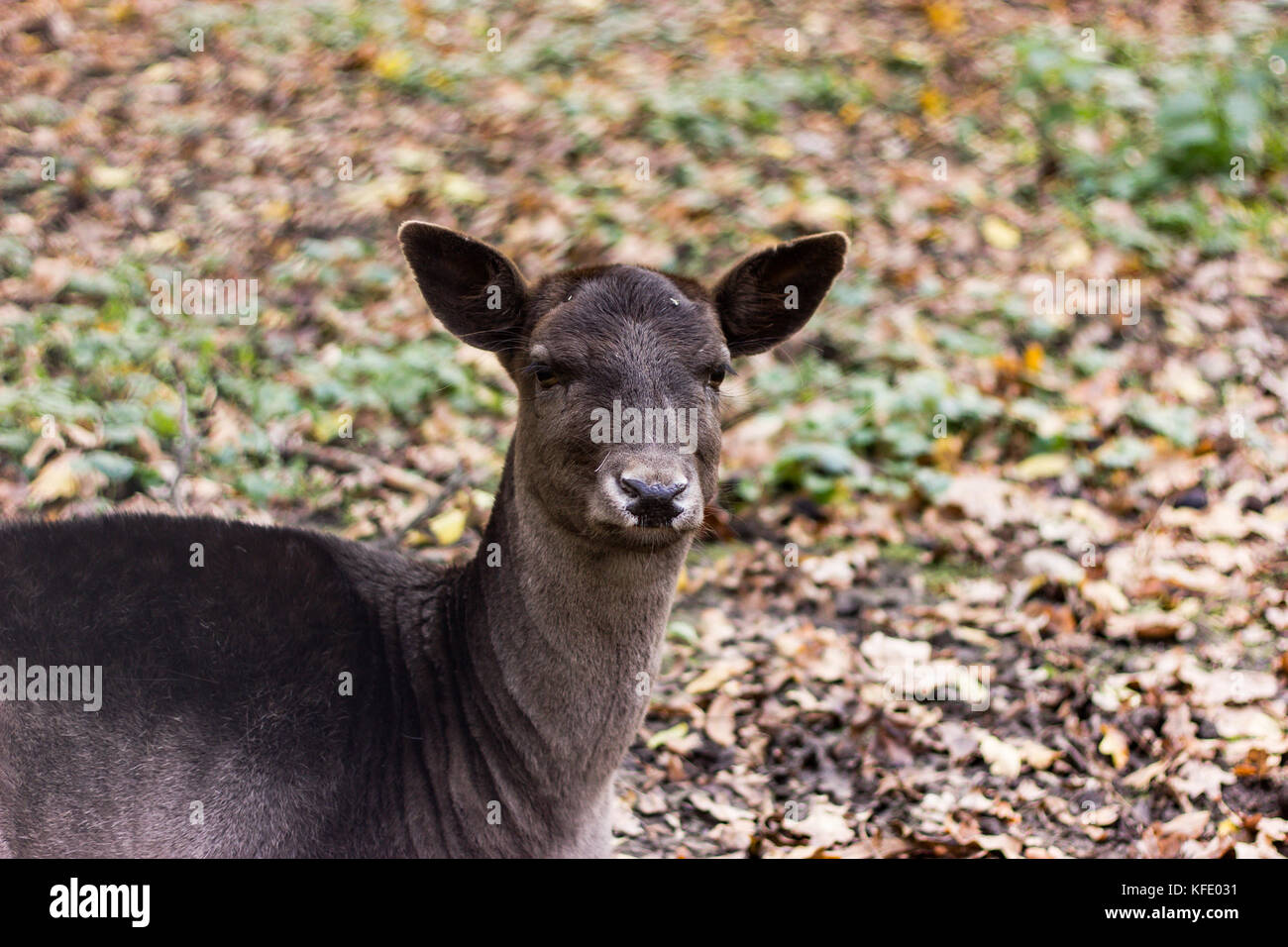 Museruola di piccolo cervo immagini e fotografie stock ad alta ...