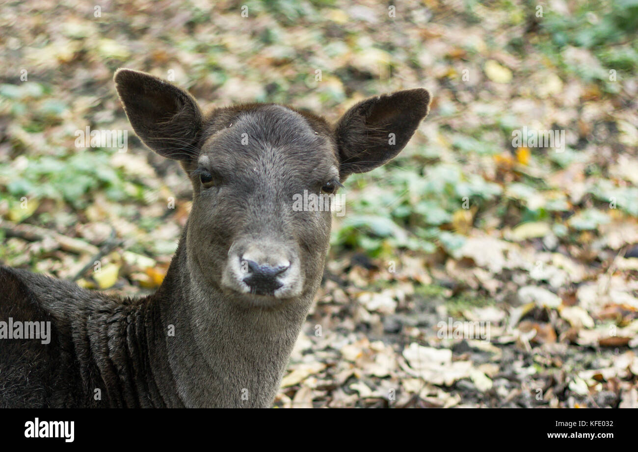 Museruola di piccolo cervo immagini e fotografie stock ad alta ...