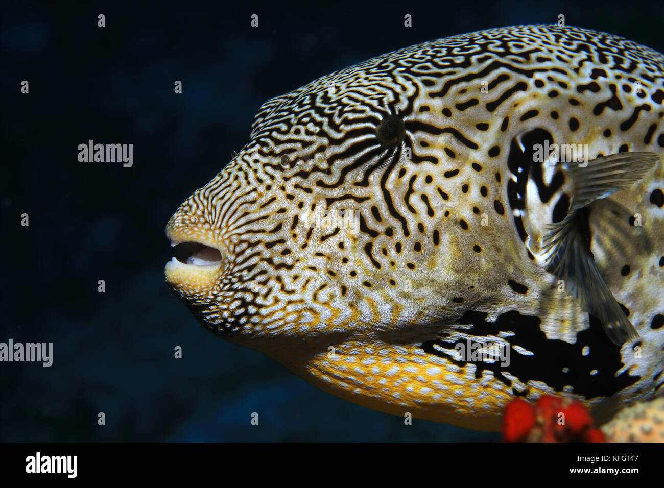 Mappa pufferfish (arothron mappa) sott'acqua in tropical Coral reef ...