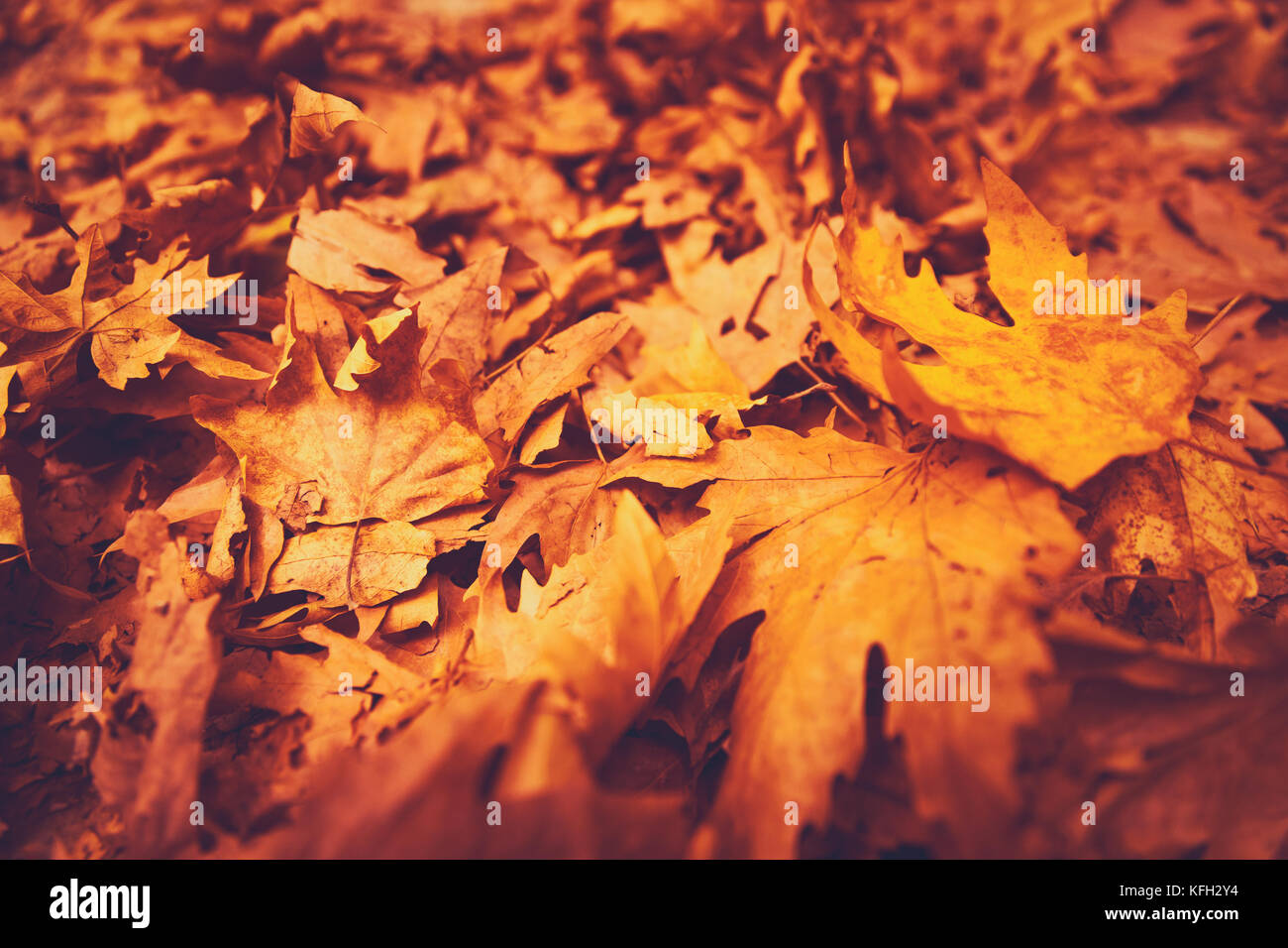 Sfondo autunnale immagini e fotografie stock ad alta risoluzione - Alamy
