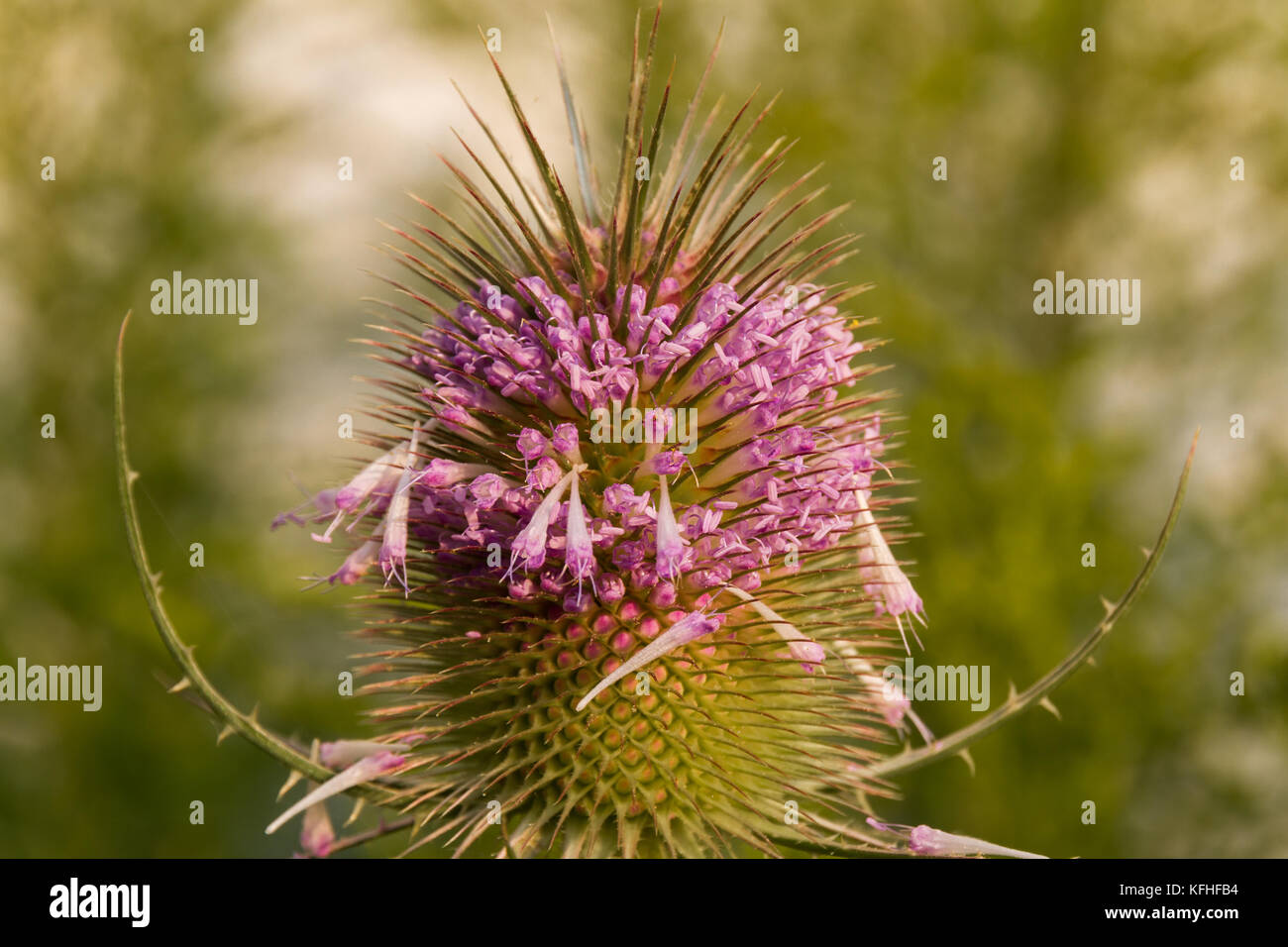 Distel samen immagini e fotografie stock ad alta risoluzione - Alamy