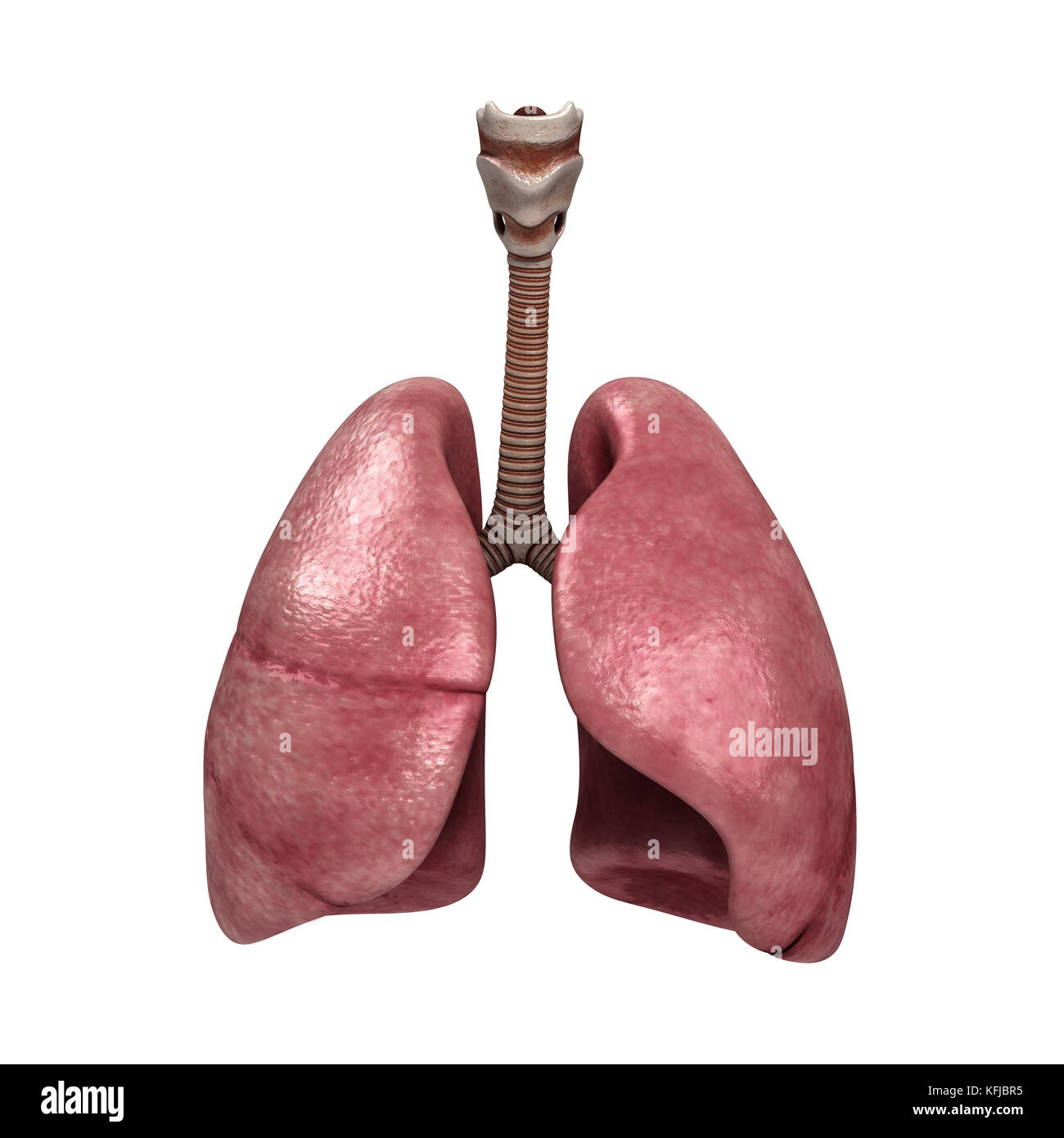 Human lungs immagini e fotografie stock ad alta risoluzione - Alamy
