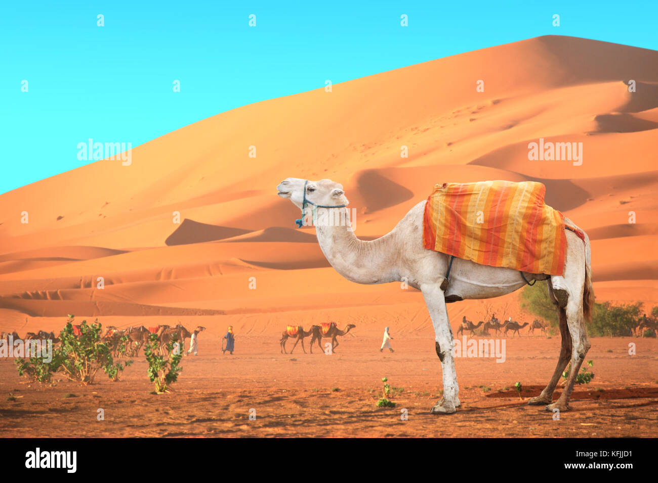 Caravan di cammelli nel deserto del Sahara, Marocco. un cammello bianco ...