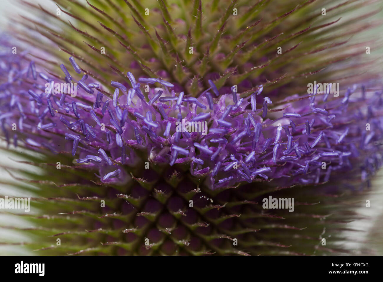 Distel samen immagini e fotografie stock ad alta risoluzione - Alamy