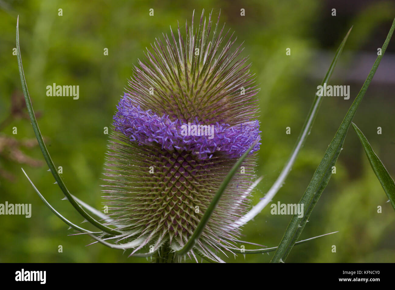 Distel samen immagini e fotografie stock ad alta risoluzione - Alamy