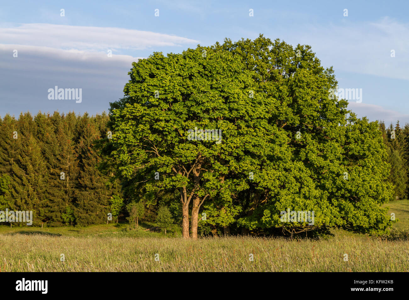 Wald und wiese immagini e fotografie stock ad alta risoluzione - Alamy