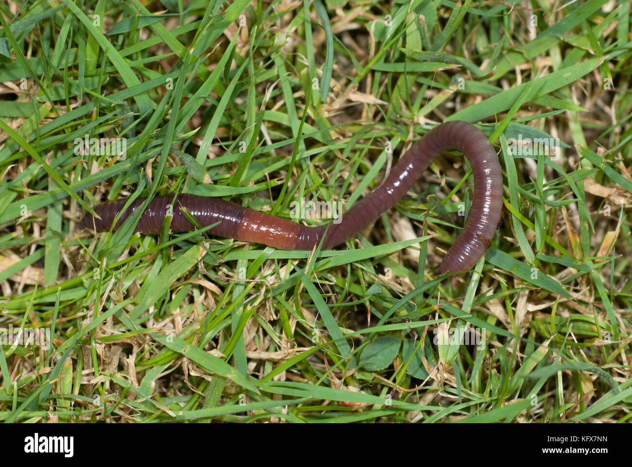 Lombrico sul prato, lombrico terrestris che mostra i segmenti e sella, erba Foto stock - Alamy
