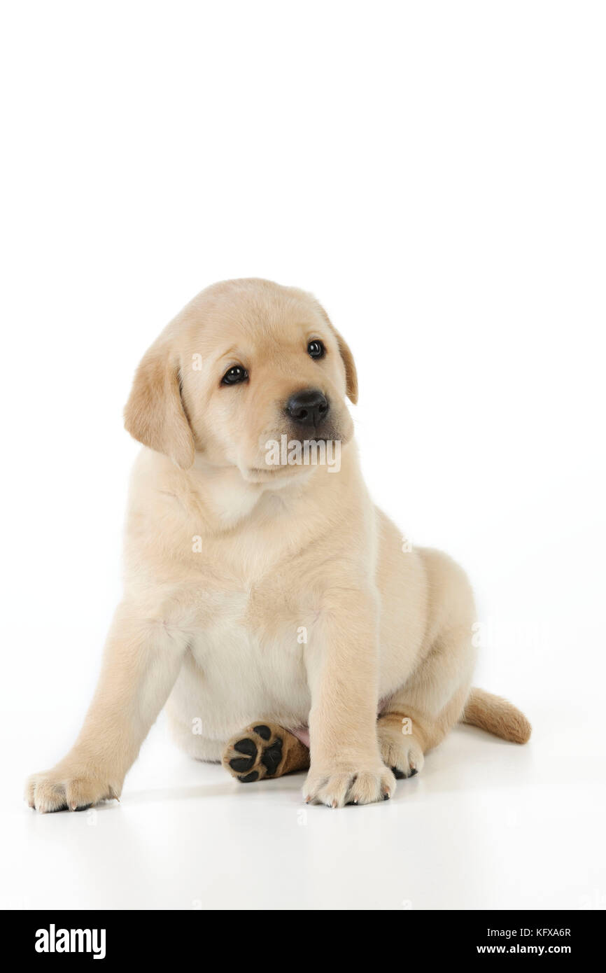 Cucciolo di cane labrador immagini e fotografie stock ad alta ...