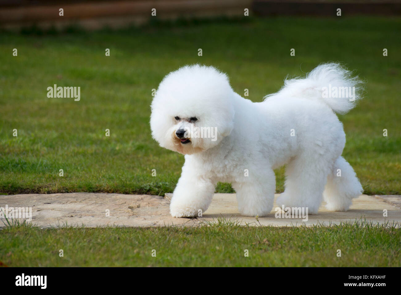Cucciolo di cane a piedi immagini e fotografie stock ad alta ...