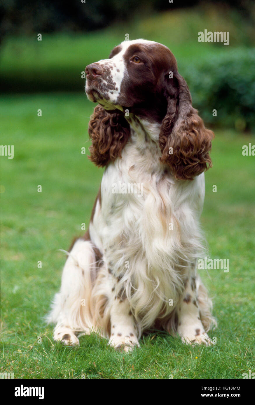 English springer spaniels immagini e fotografie stock ad alta ...